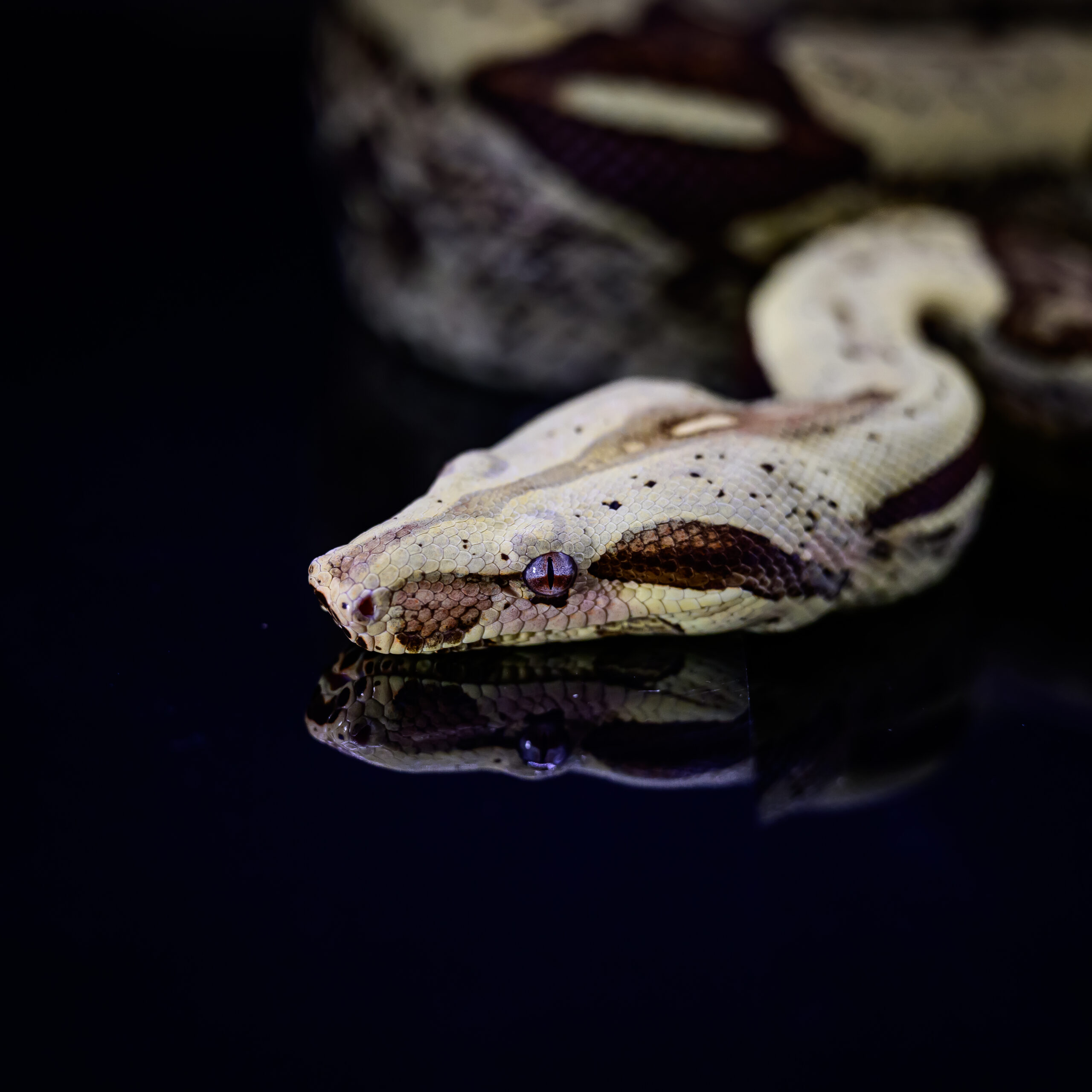 - Next-Level Displays